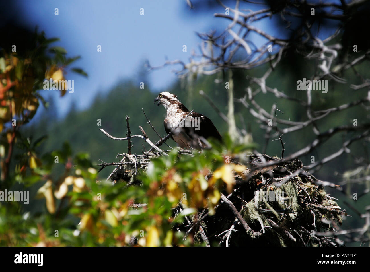 Osprey in nest Stock Photo - Alamy