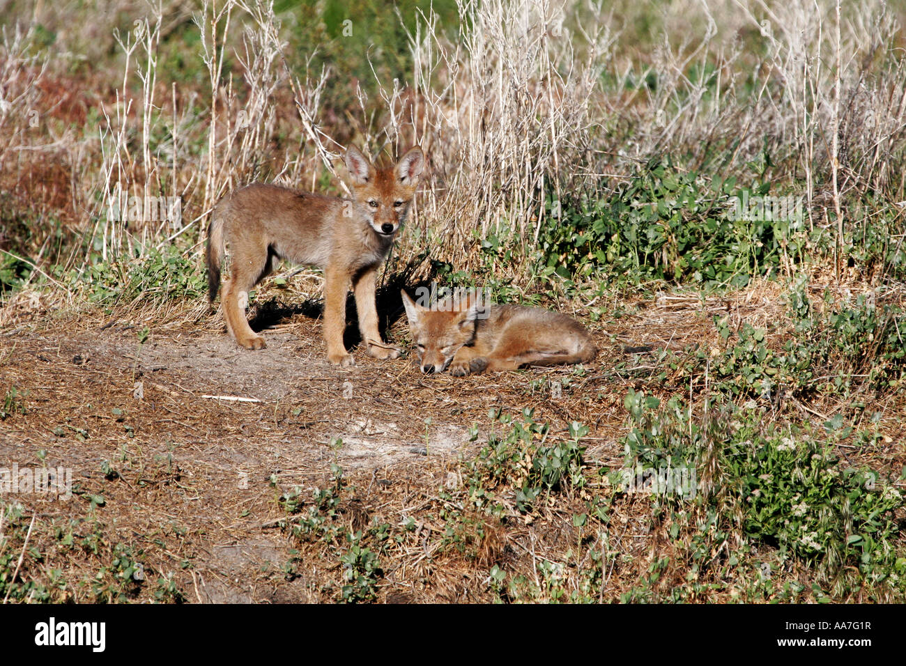 Coyote pups playing just outside their den Stock Photo - Alamy