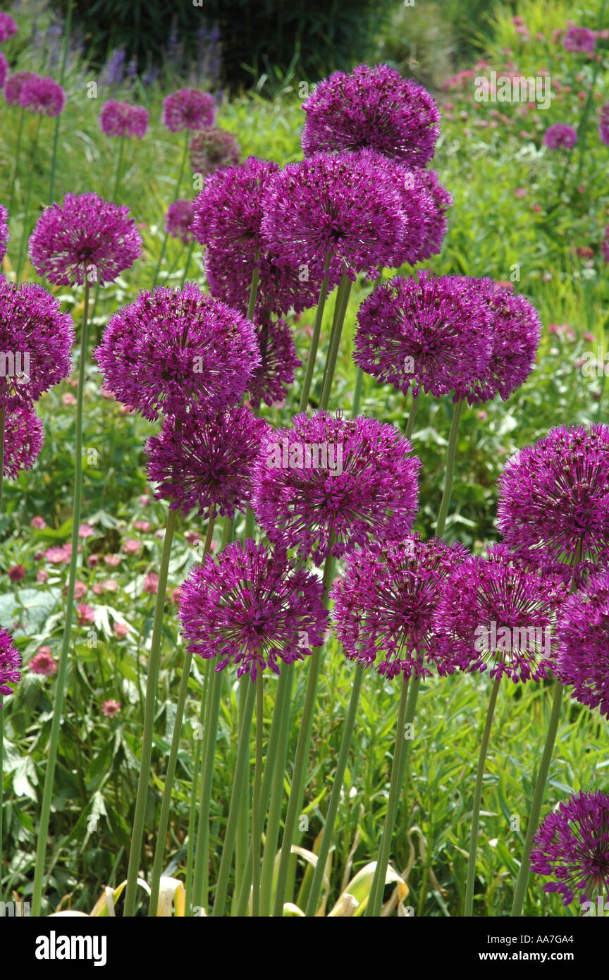 Flower seed heads ornamental onion hi-res stock photography and images ...