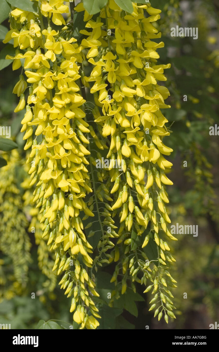 Yellow spring flowers of Common Laburnum - Laburnum anagyroides Stock ...