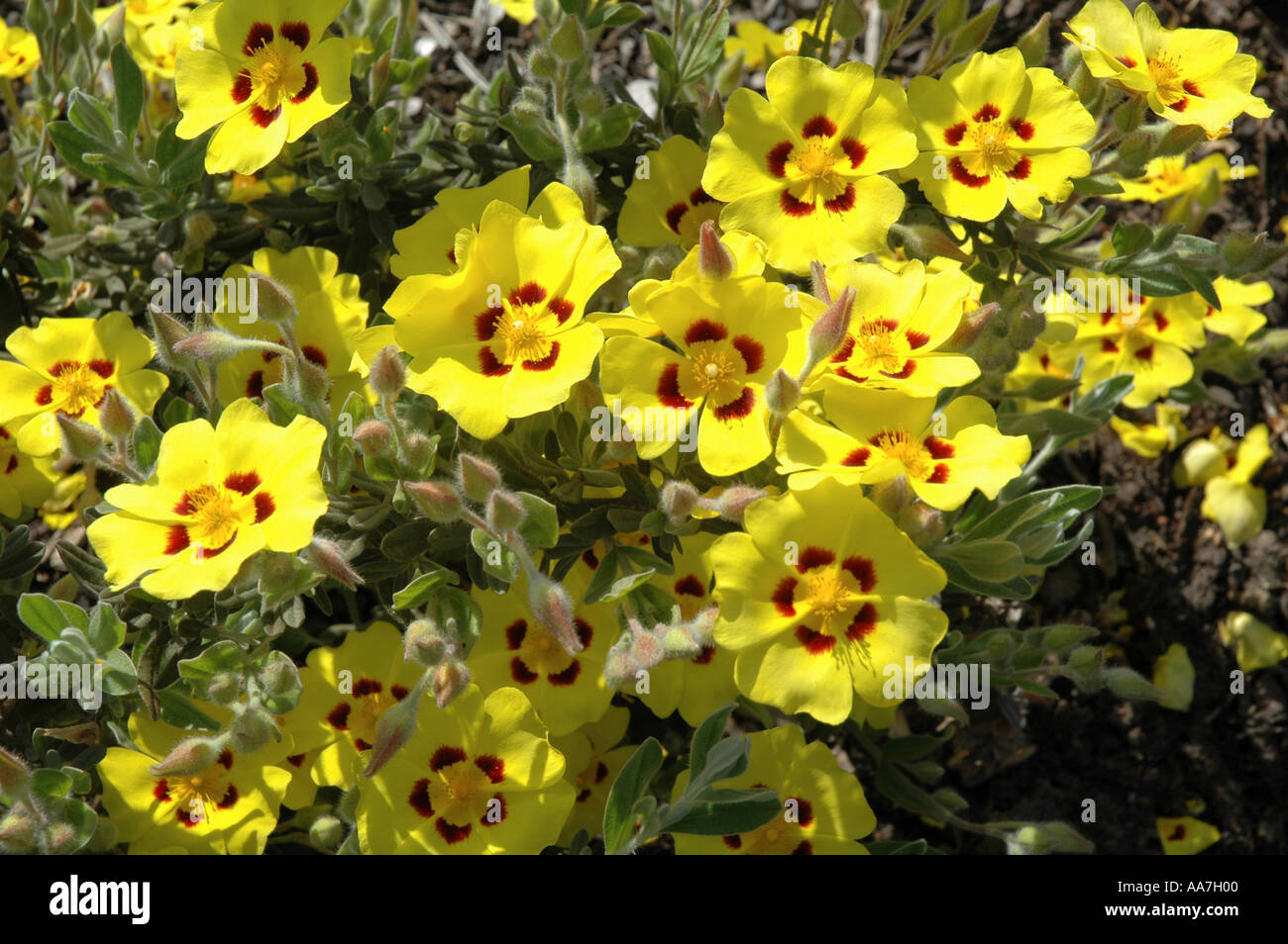 Halimium lasianthemum subsp formosum Sandling Stock Photo - Alamy