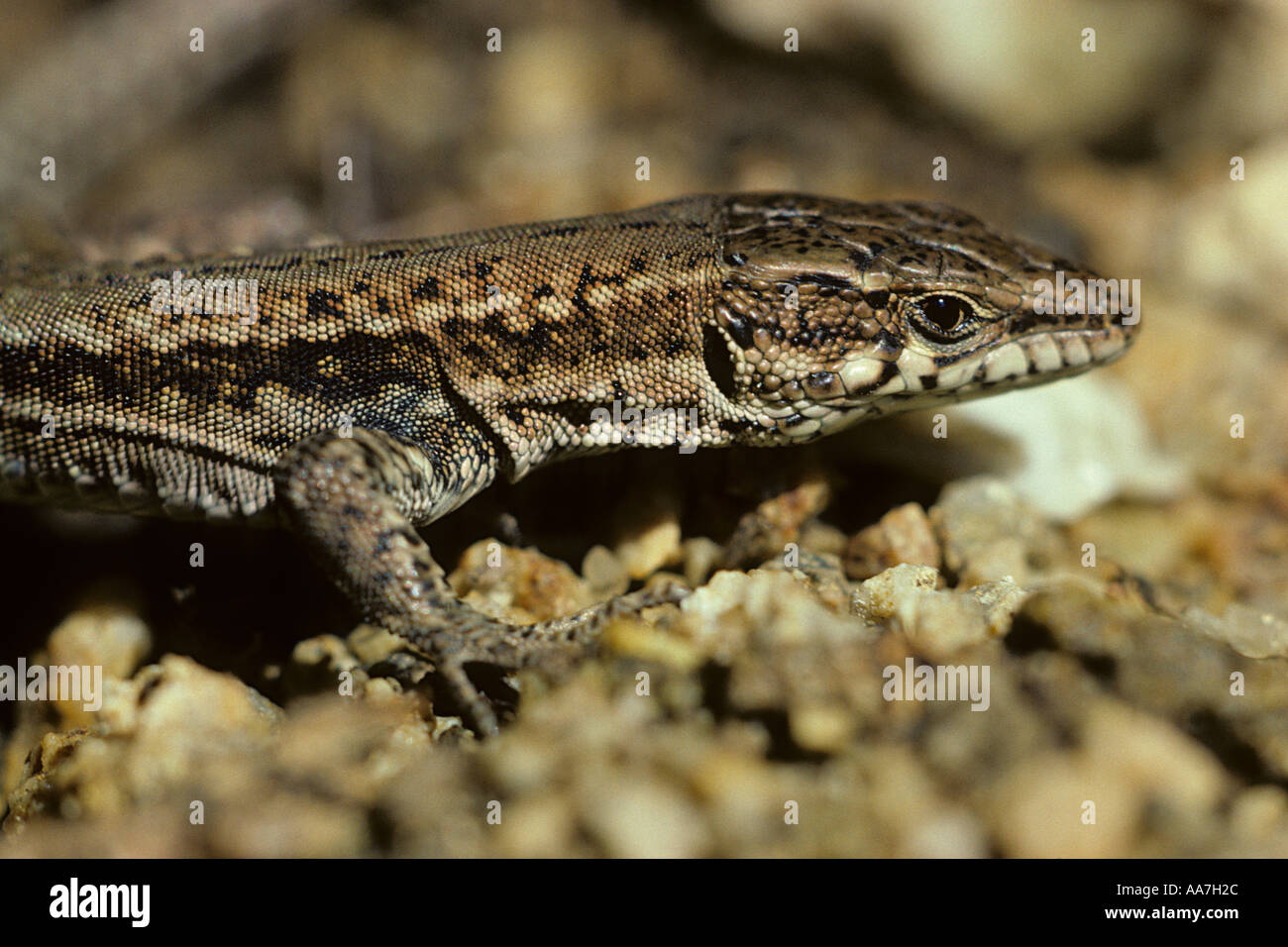 Common Wall Lizard Podarcis muralis head Stock Photo - Alamy
