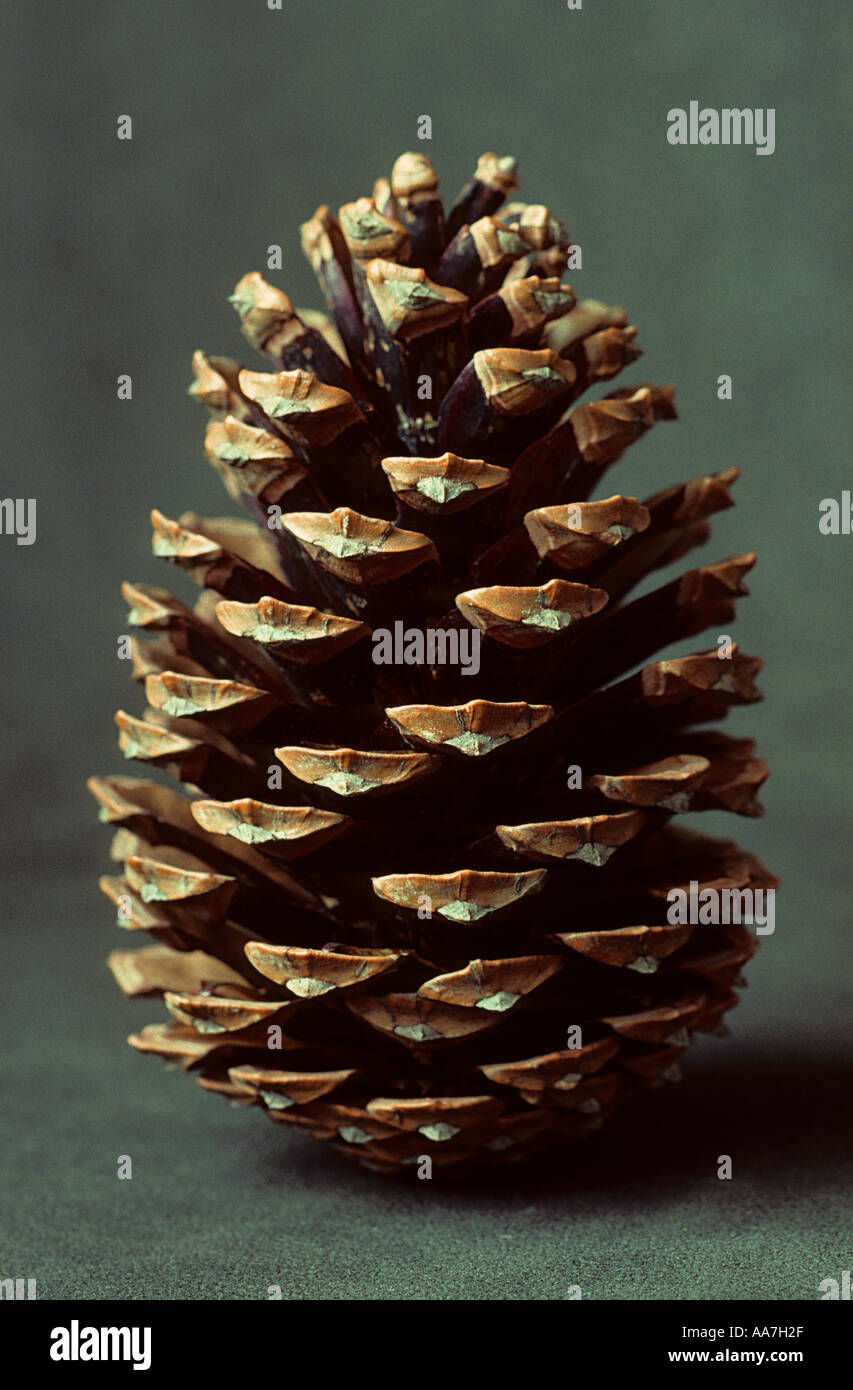 Pinus pinaster cone hi-res stock photography and images - Alamy