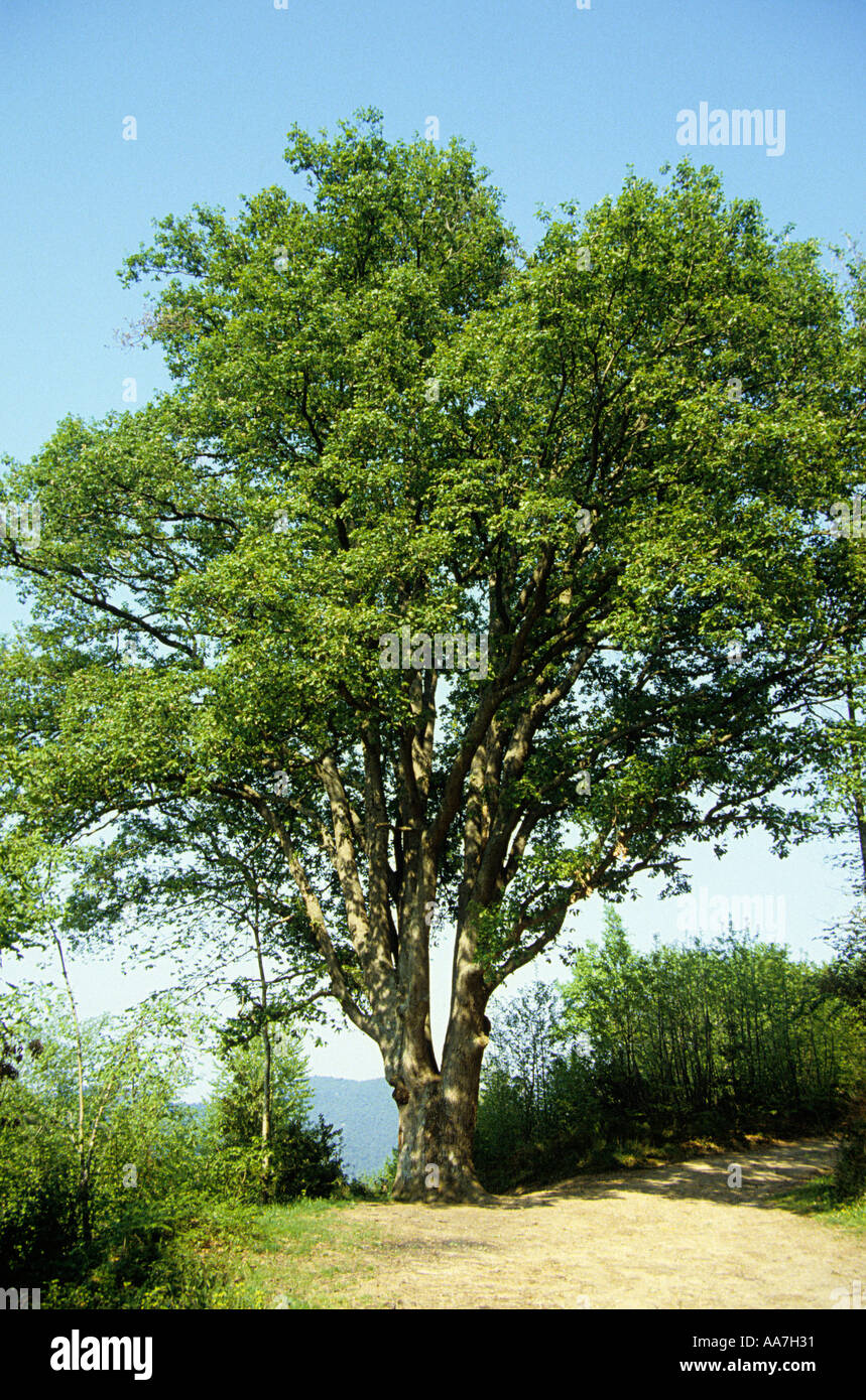 Quercus humilis hi-res stock photography and images - Alamy