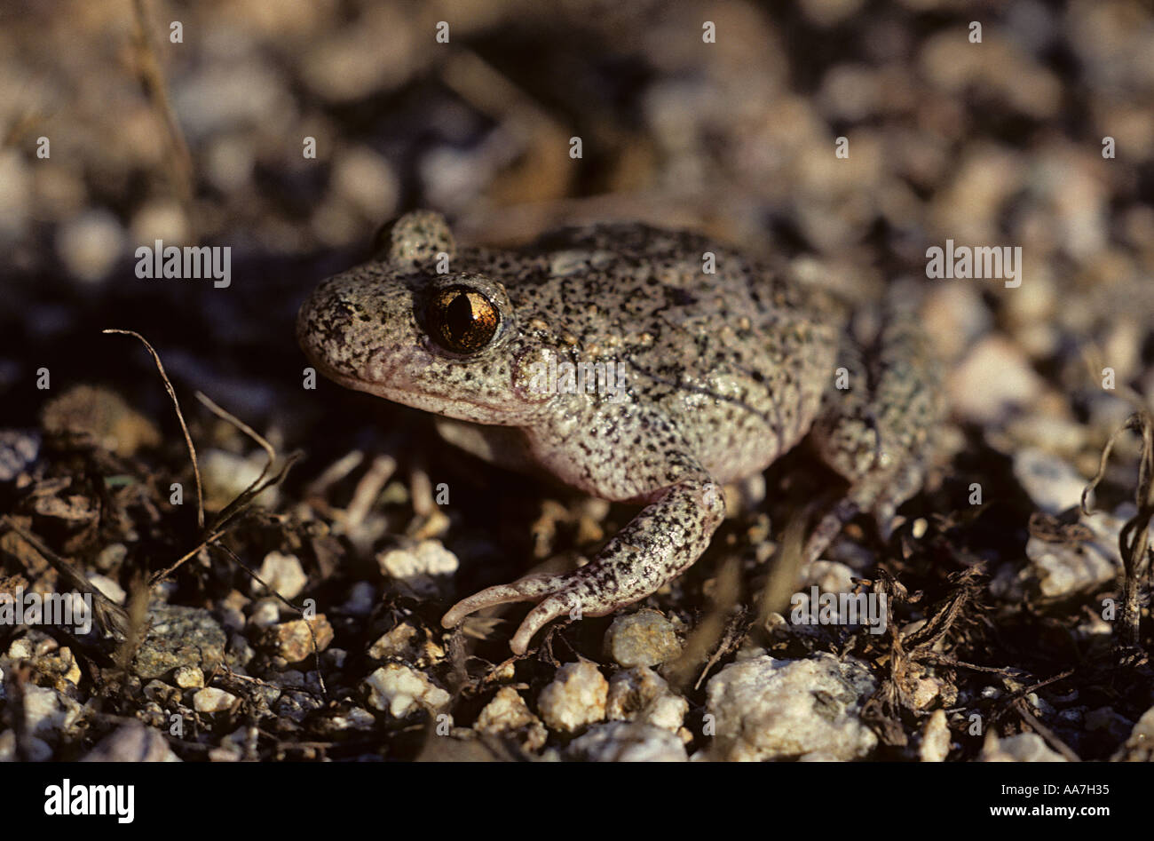 Midwife Toad Alytes obstetricans Stock Photo - Alamy