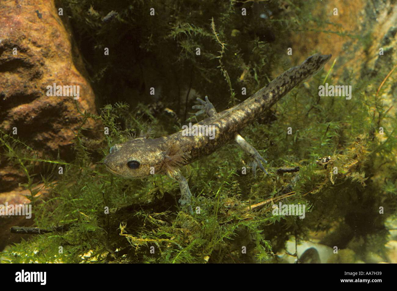 Fire Salamander Salamandra salamandra young Stock Photo - Alamy