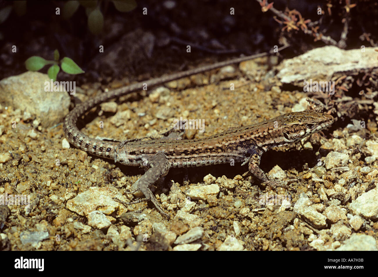 Common Wall Lizard Podarcis muralis Stock Photo - Alamy