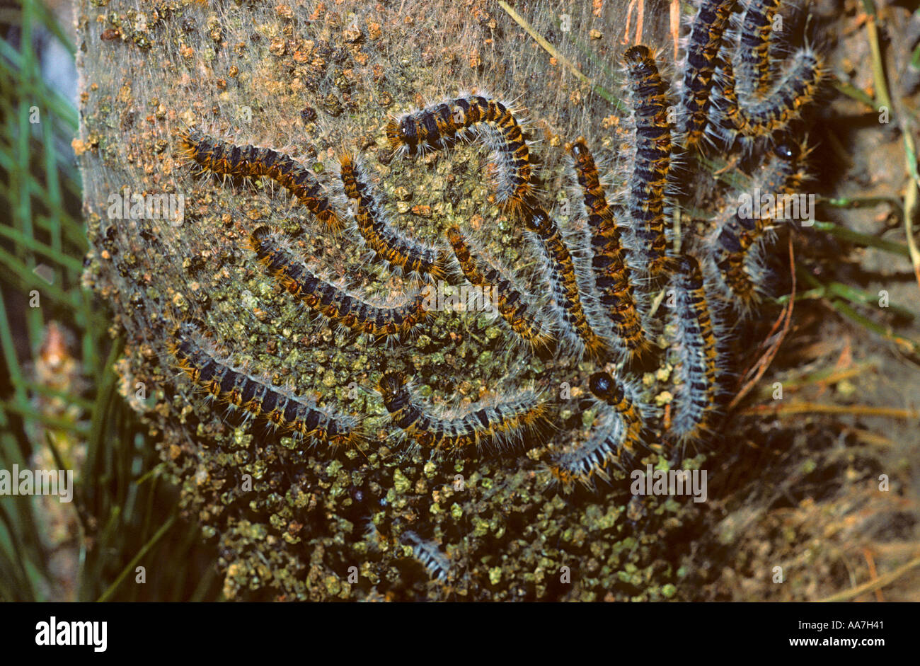 Pine Processionary Thaumetopoea pityocampa Caterpillar Stock Photo - Alamy