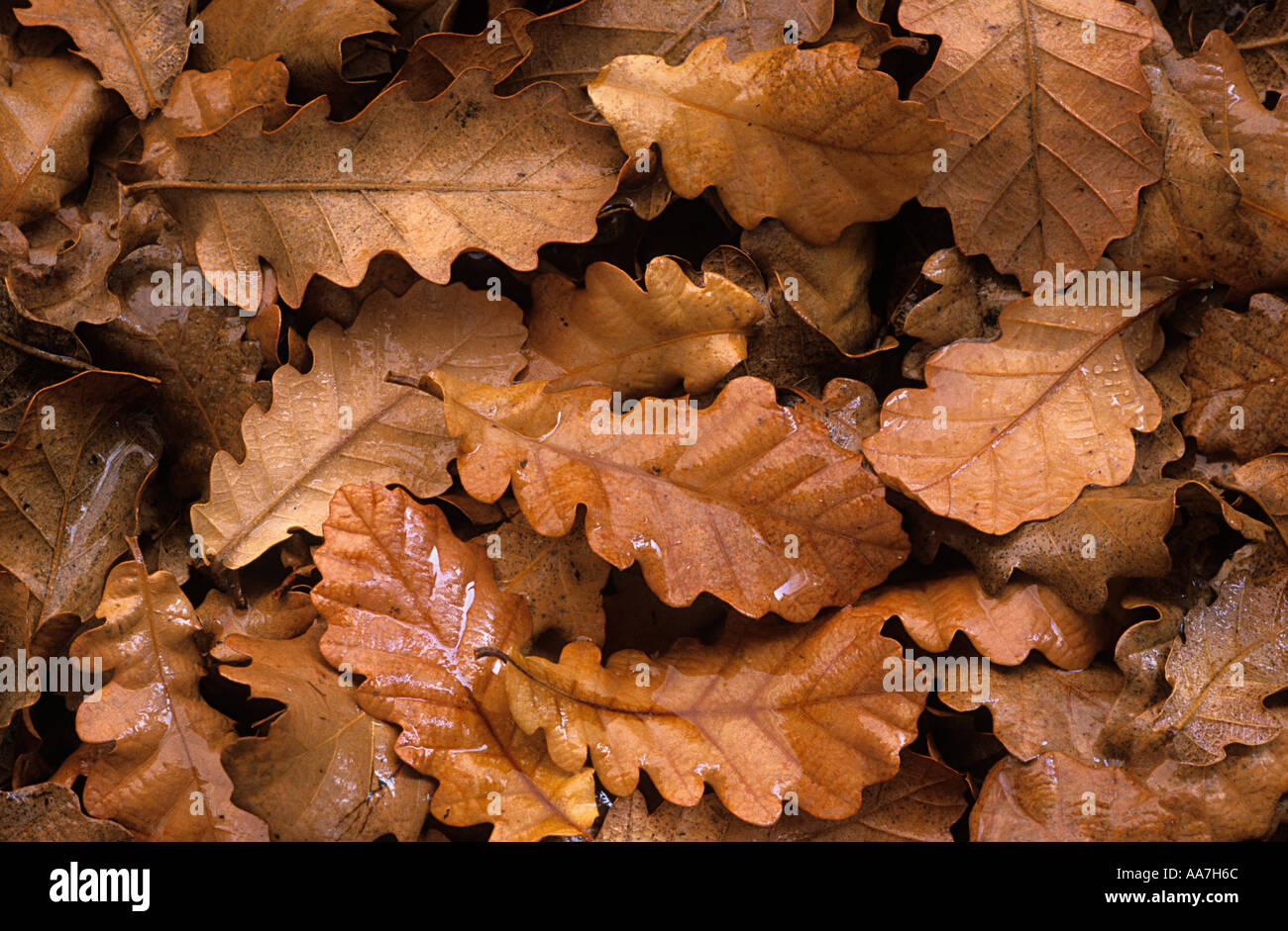Dried Oak tree leaves Quercus humilis Stock Photo - Alamy