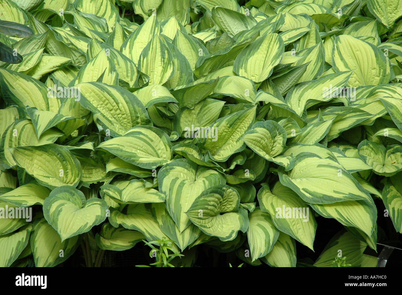 Decorata hi-res stock photography and images - Alamy