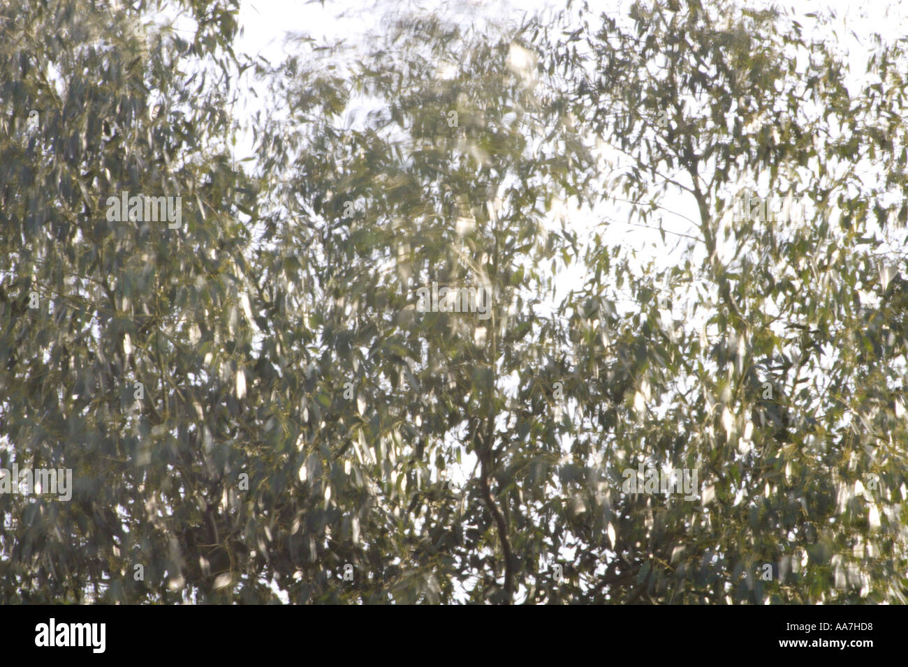 Windy day leaves blowing hi-res stock photography and images - Alamy