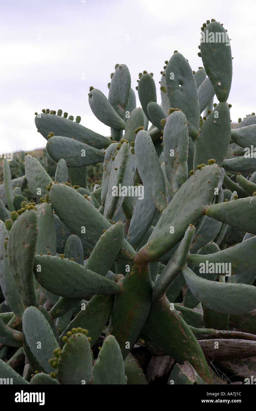 cactus plant in spain Stock Photo - Alamy