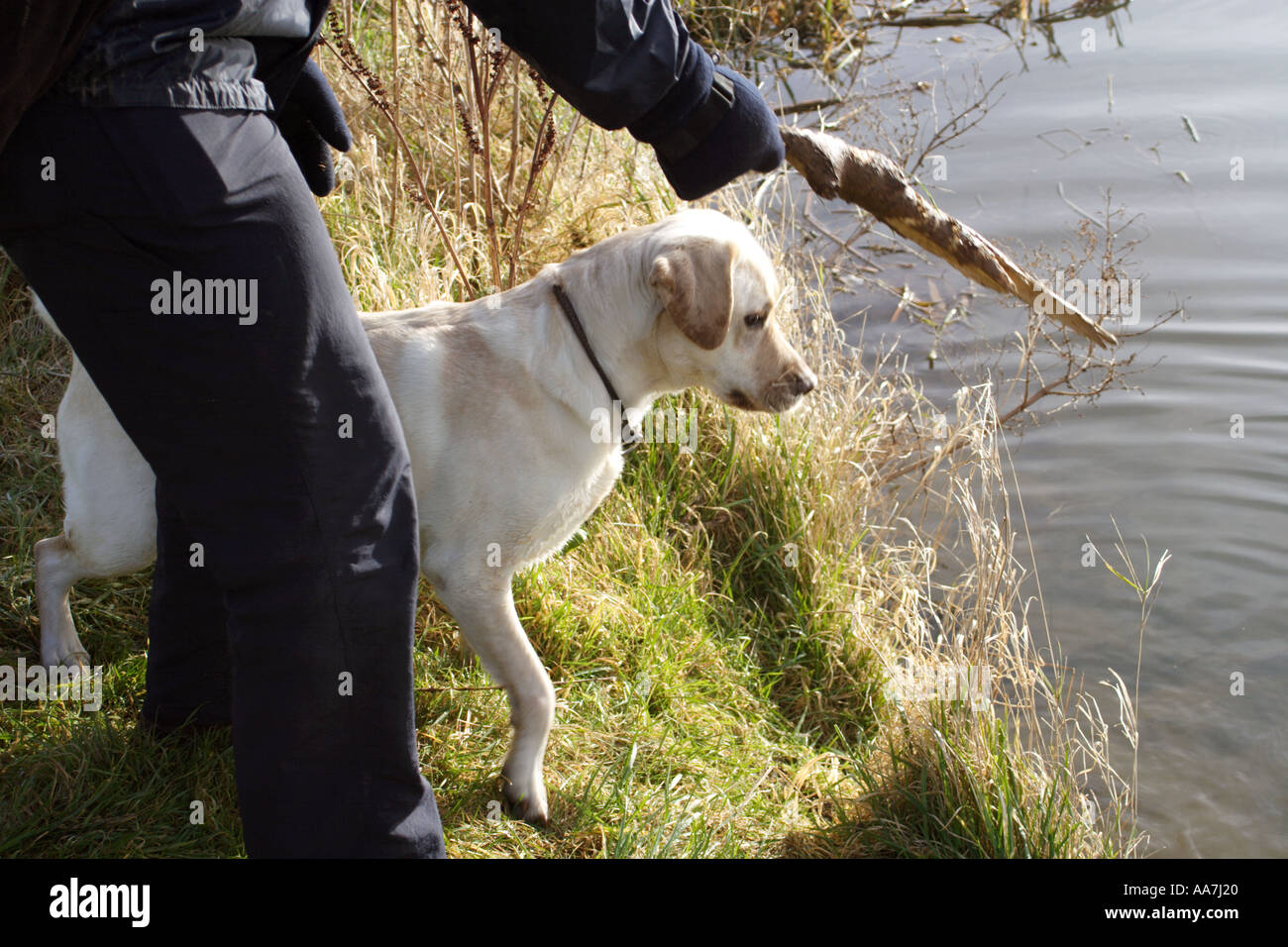 Labrador dog fetching stick from water UK Stock Photo - Alamy