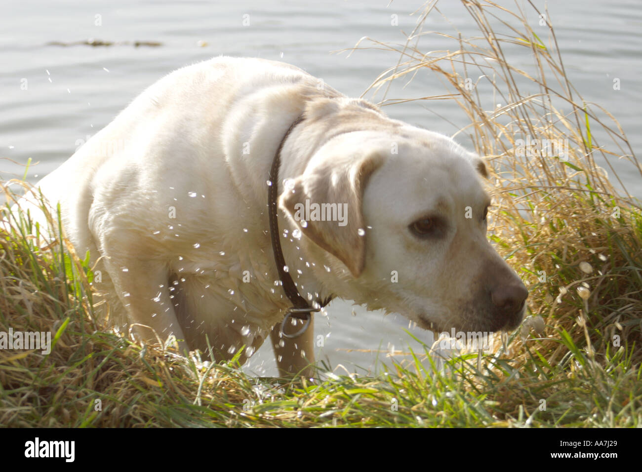 Labrador dog leaving water Stock Photo - Alamy