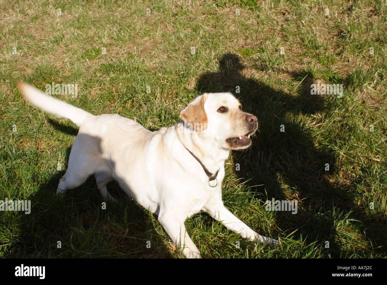 Throwing stick hi-res stock photography and images - Alamy