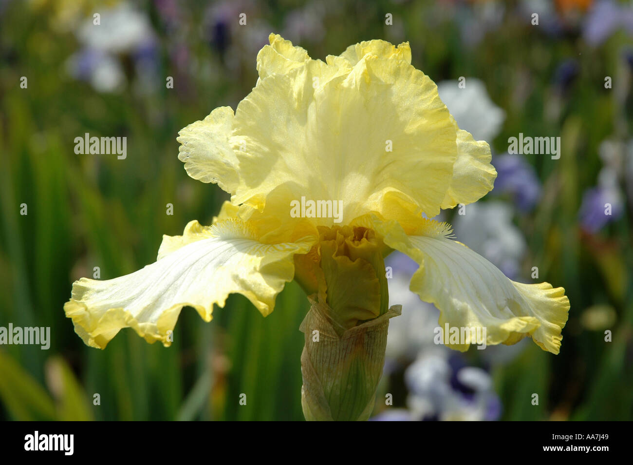 Iris Early Light Stock Photo - Alamy