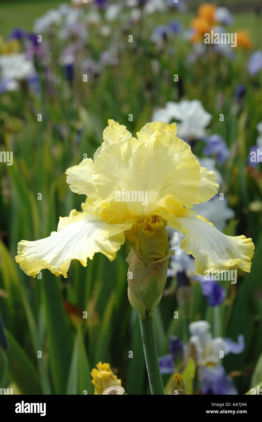 Iris Early Light Stock Photo - Alamy