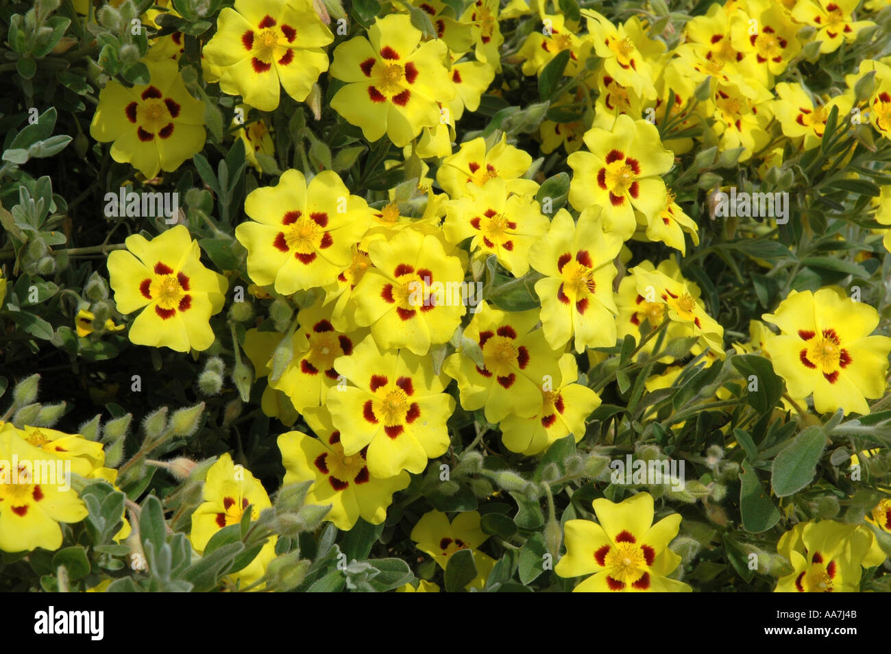 Halimium lasianthemum Rock Rose Stock Photo - Alamy