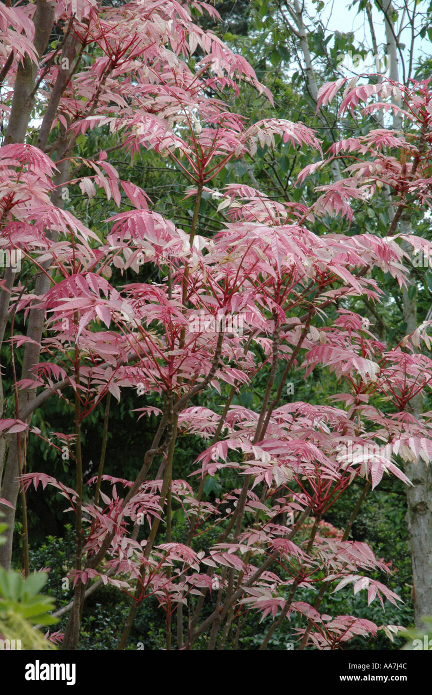 Toona sinensis Flamingo Stock Photo - Alamy