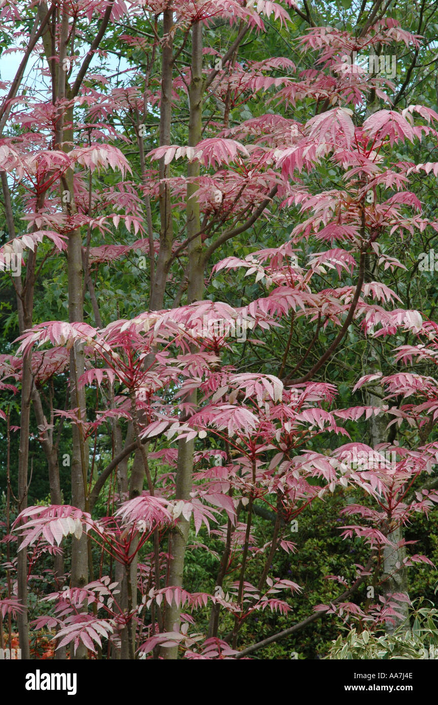 Toona sinensis hi-res stock photography and images - Alamy