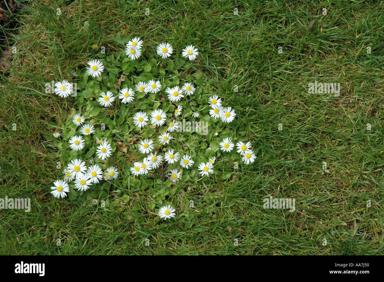 Daisy daisies in Lawn Stock Photo - Alamy