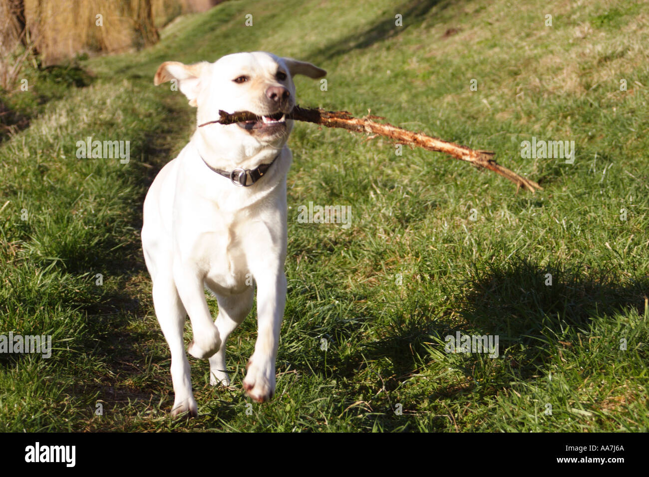 Labrador dog running with stick UK Stock Photo - Alamy
