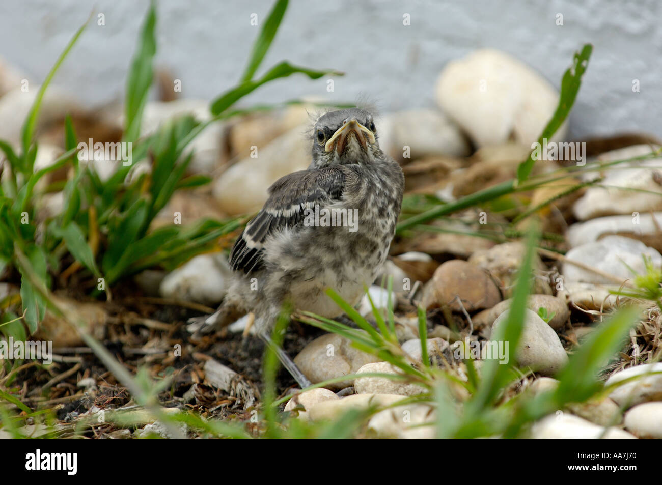 Baby Northern Mockingbird Mimus polyglottos Florida Stock Photo - Alamy