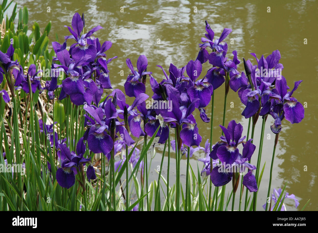 Iris sibirica Caesar's Brother Stock Photo - Alamy
