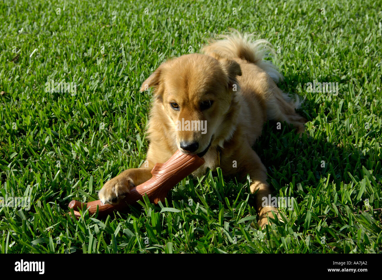 Riley outside with bone golden retriever chow chow mix Stock Photo - Alamy