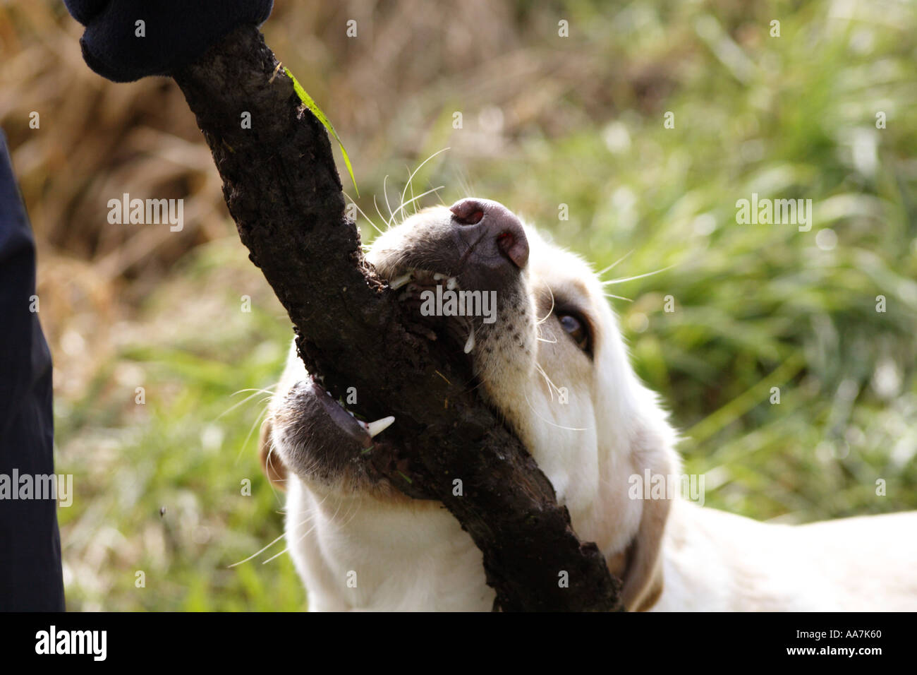 Grab jaws hi-res stock photography and images - Alamy