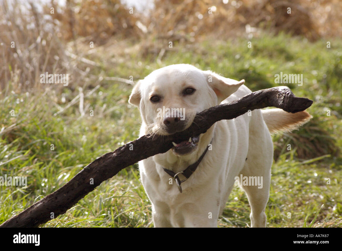 Labrador dog with stick Stock Photo - Alamy