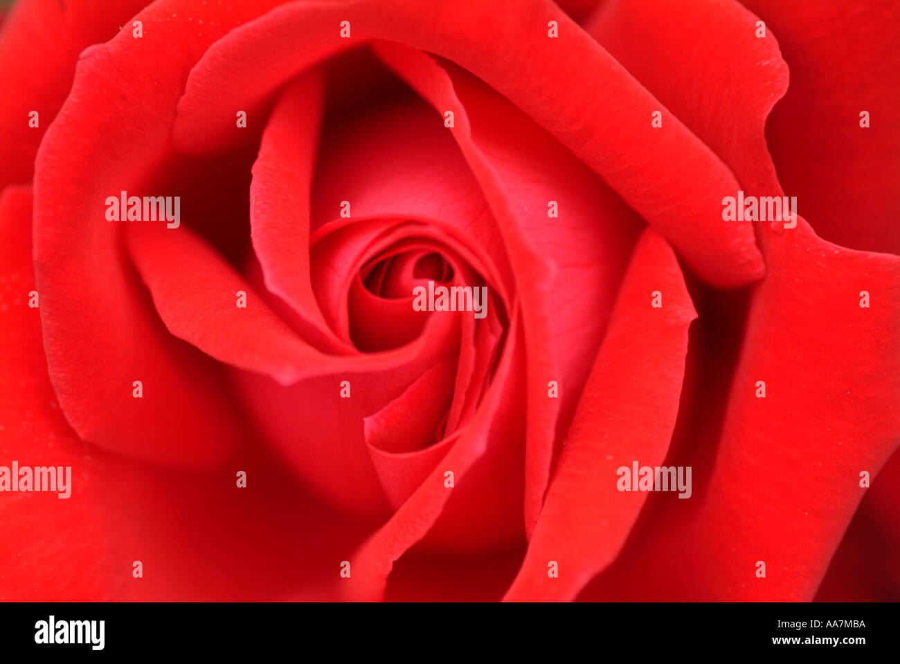 Ruby Wedding Rose Greenwich Royal Parks Rose Garden close up Stock ...