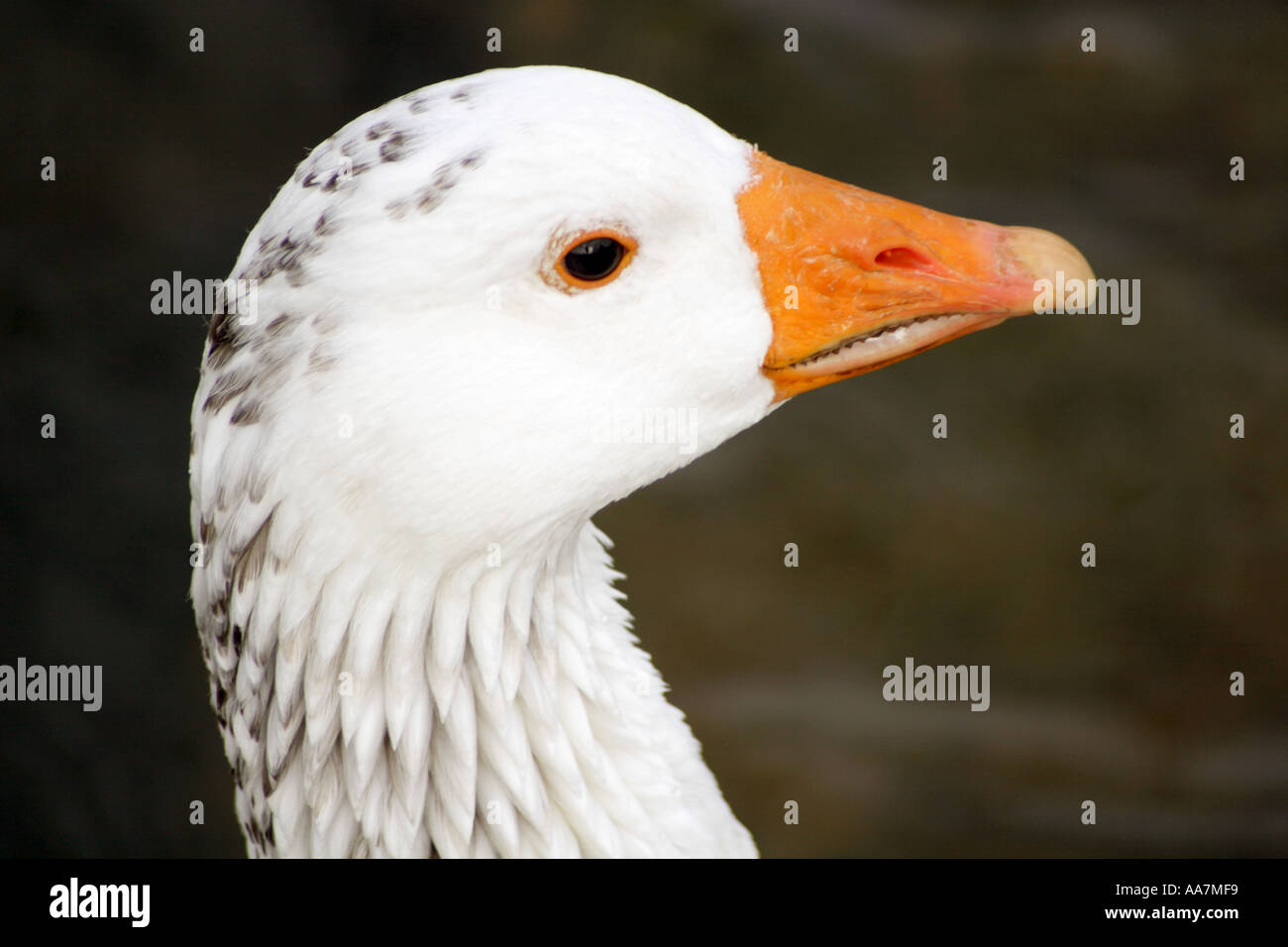 White Greylag goose Anser anser portrait UK Stock Photo - Alamy