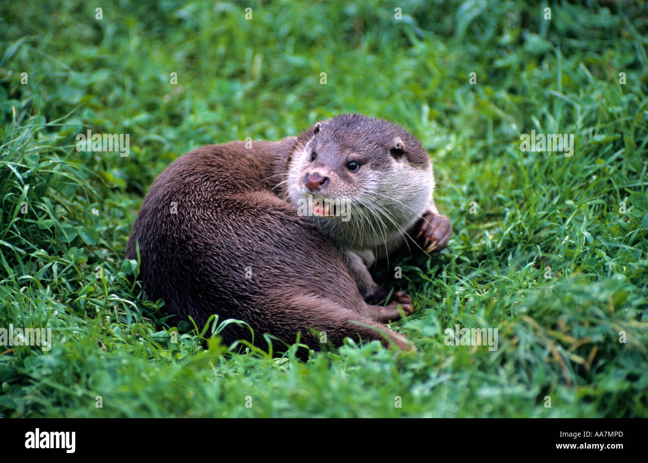 otter Lutra lutra on grassy bank Devon Stock Photo - Alamy