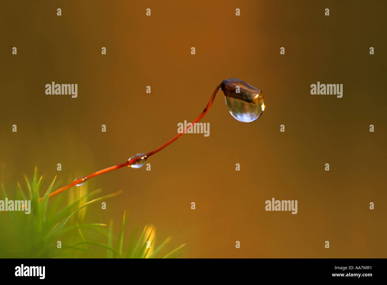 moss spore capsule Cornwall 2004 Stock Photo - Alamy