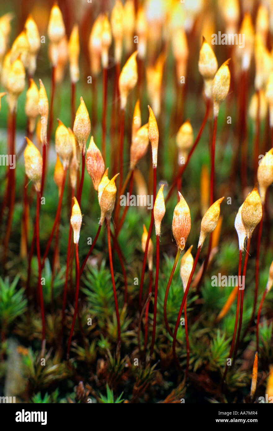 moss spore capsules cornwall 2004 Stock Photo - Alamy