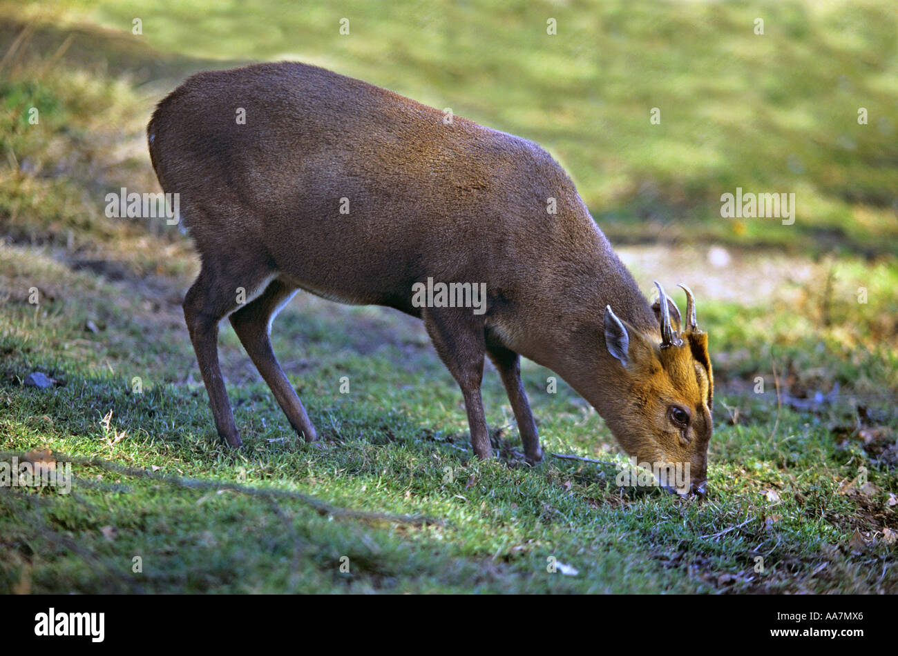 Muntjac deer grazing uk hi-res stock photography and images - Alamy