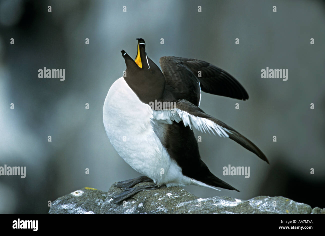 Razorbill with open beak hi-res stock photography and images - Alamy