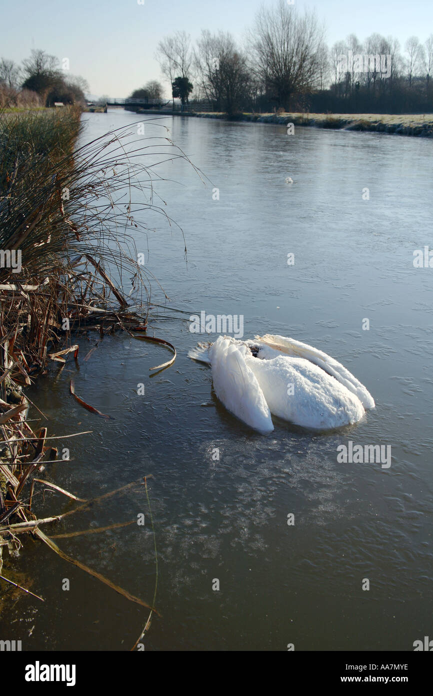 Dead swan hi-res stock photography and images - Alamy