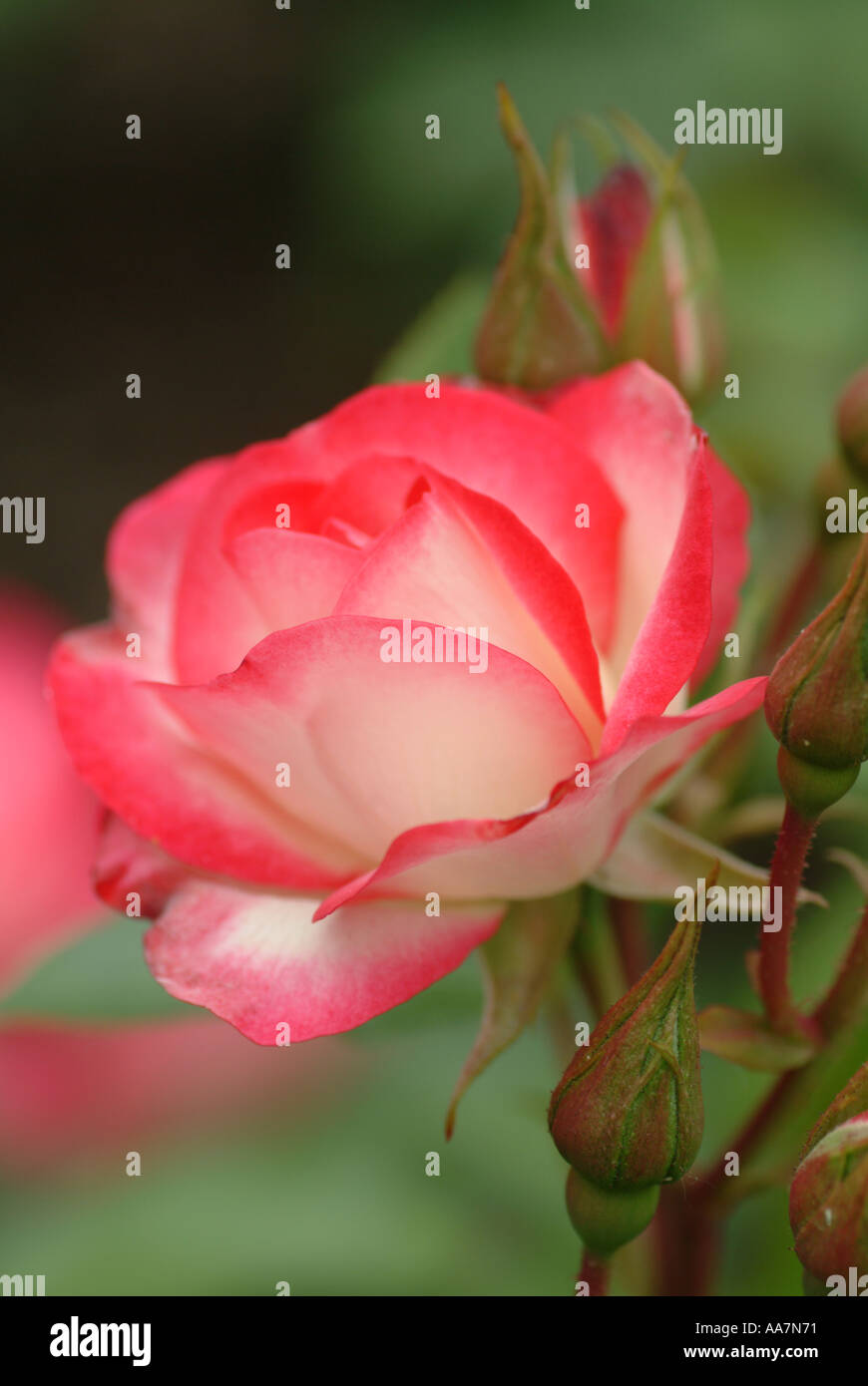 Close up of Hannah Gordon Rose bud Greenwich Royal Parks Rose Garden ...