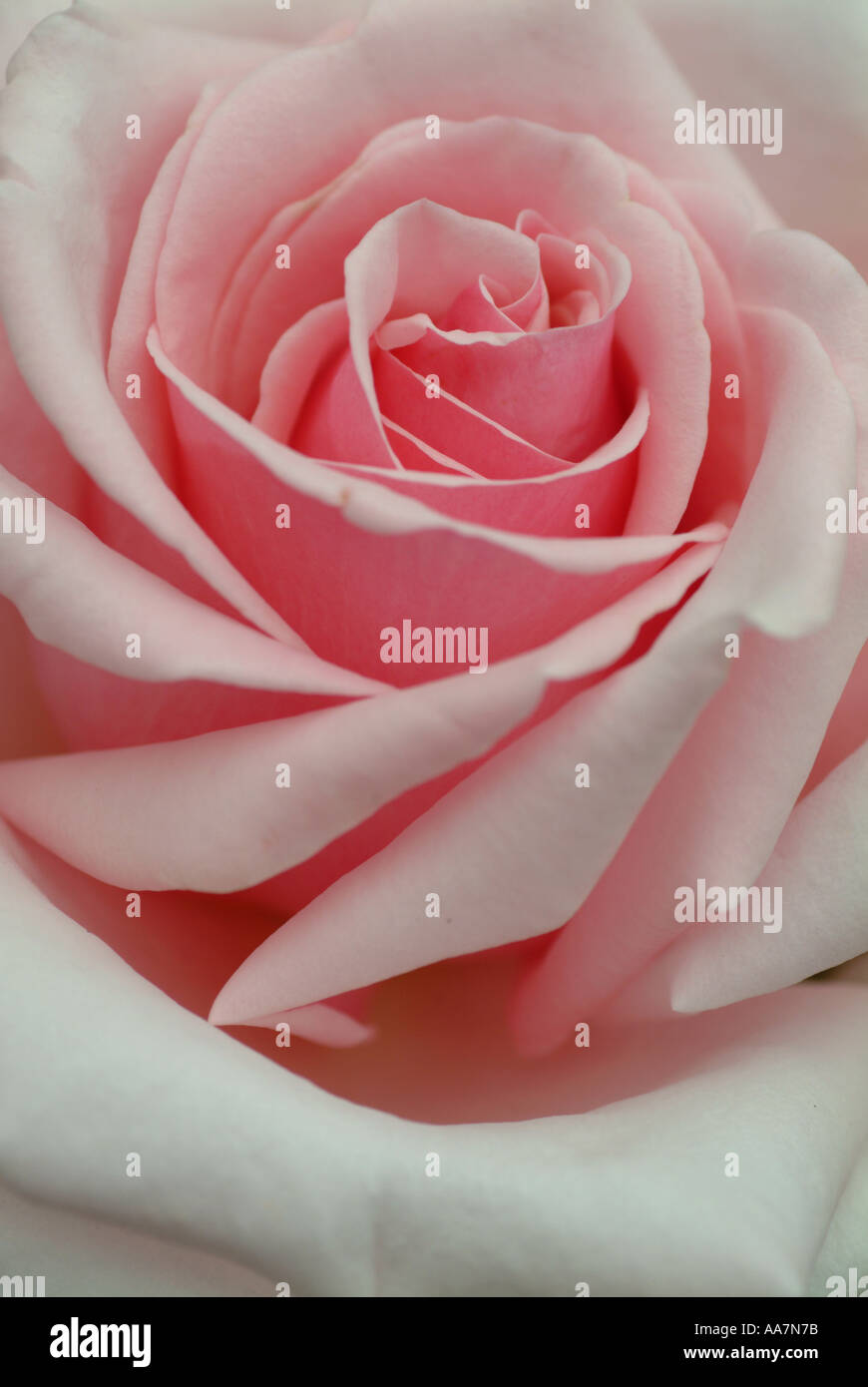 Rose rosa michelle meilland hi-res stock photography and images - Alamy
