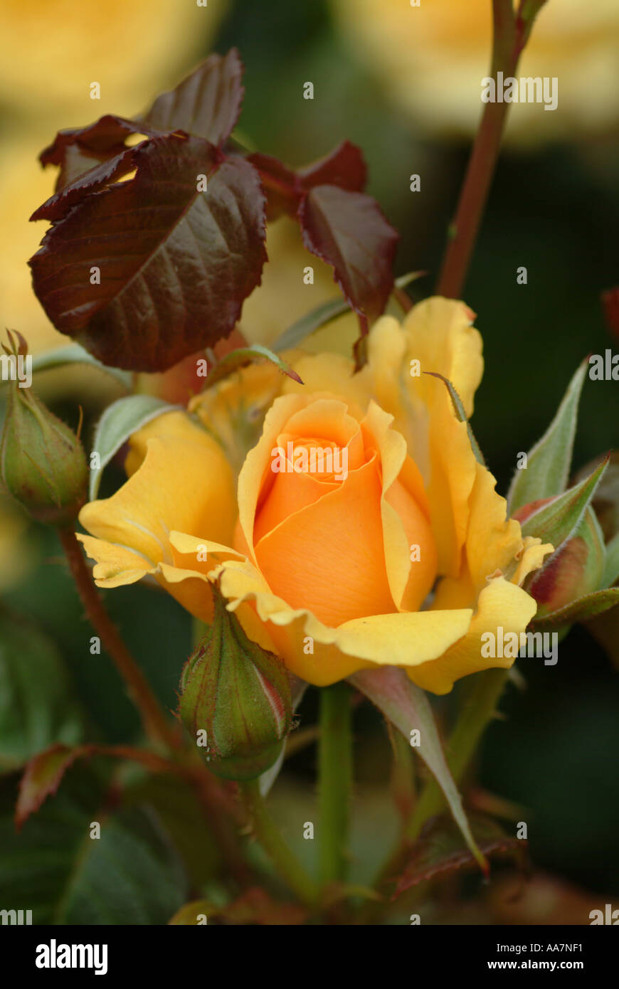 Greenwich Royal Park Rose Garden close up Amber Queen Rose bud Stock ...