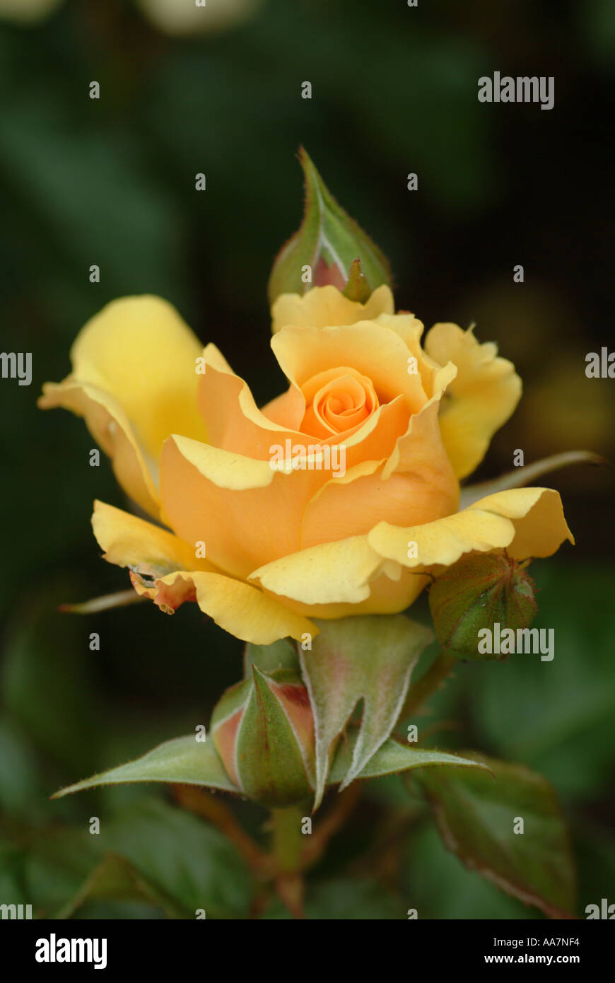 Greenwich Royal Park Rose Garden close up Amber Queen Rose bud Stock ...