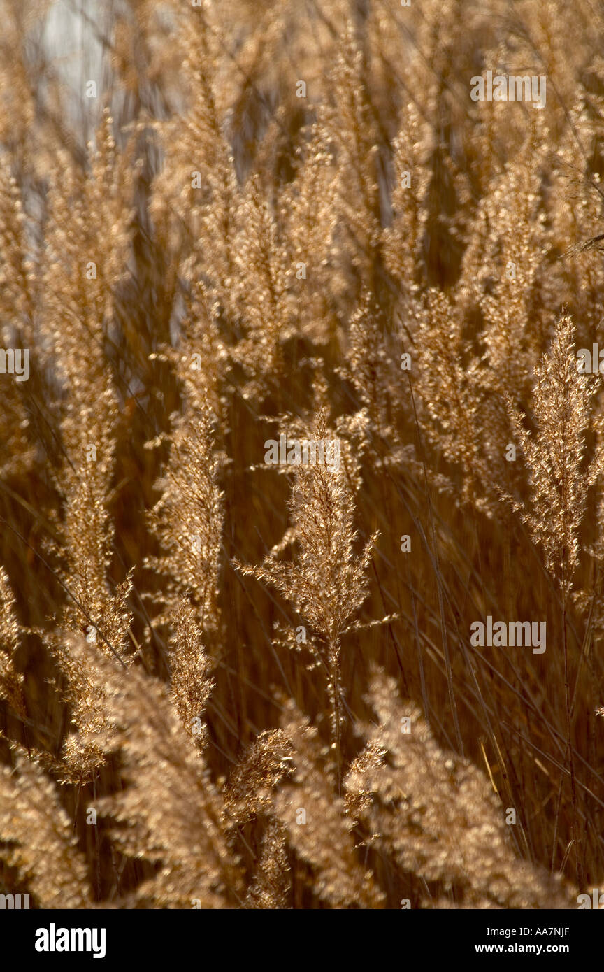 Common reed uk flower hi-res stock photography and images - Alamy