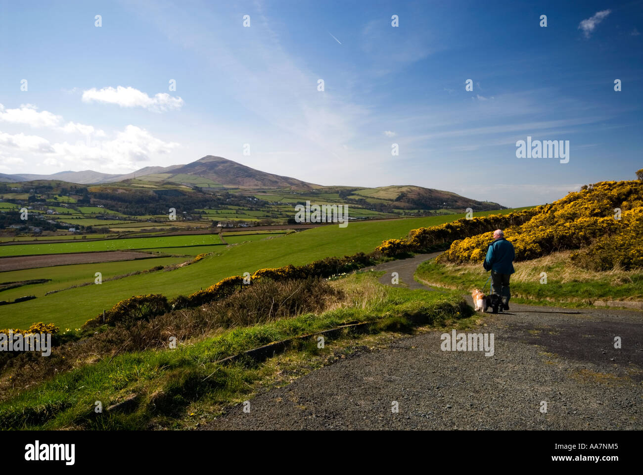 Man Walking Dogs at Maughold Isle Of Man Stock Photo - Alamy