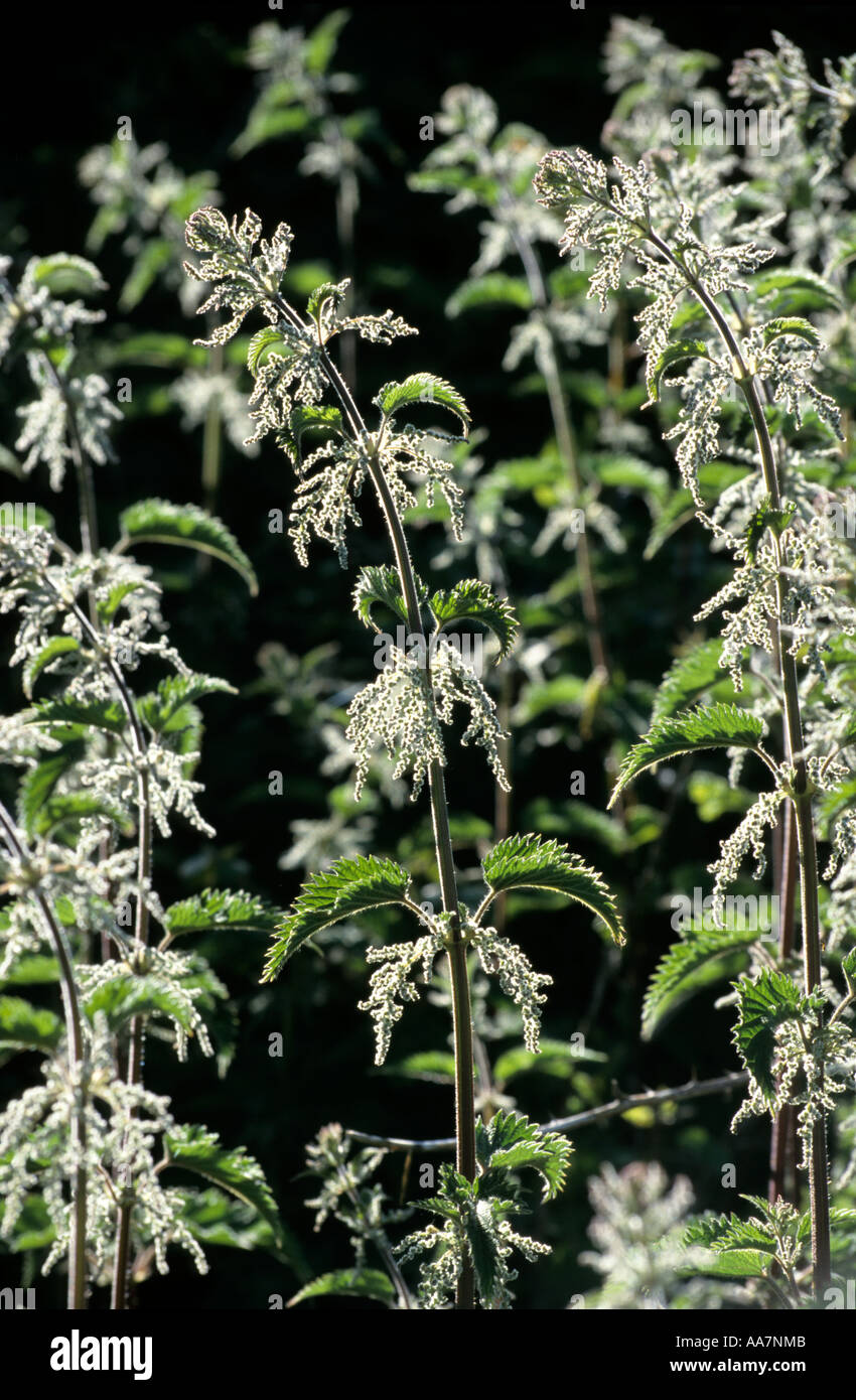 common nettle Urtica dioica back lit cornwall Stock Photo - Alamy