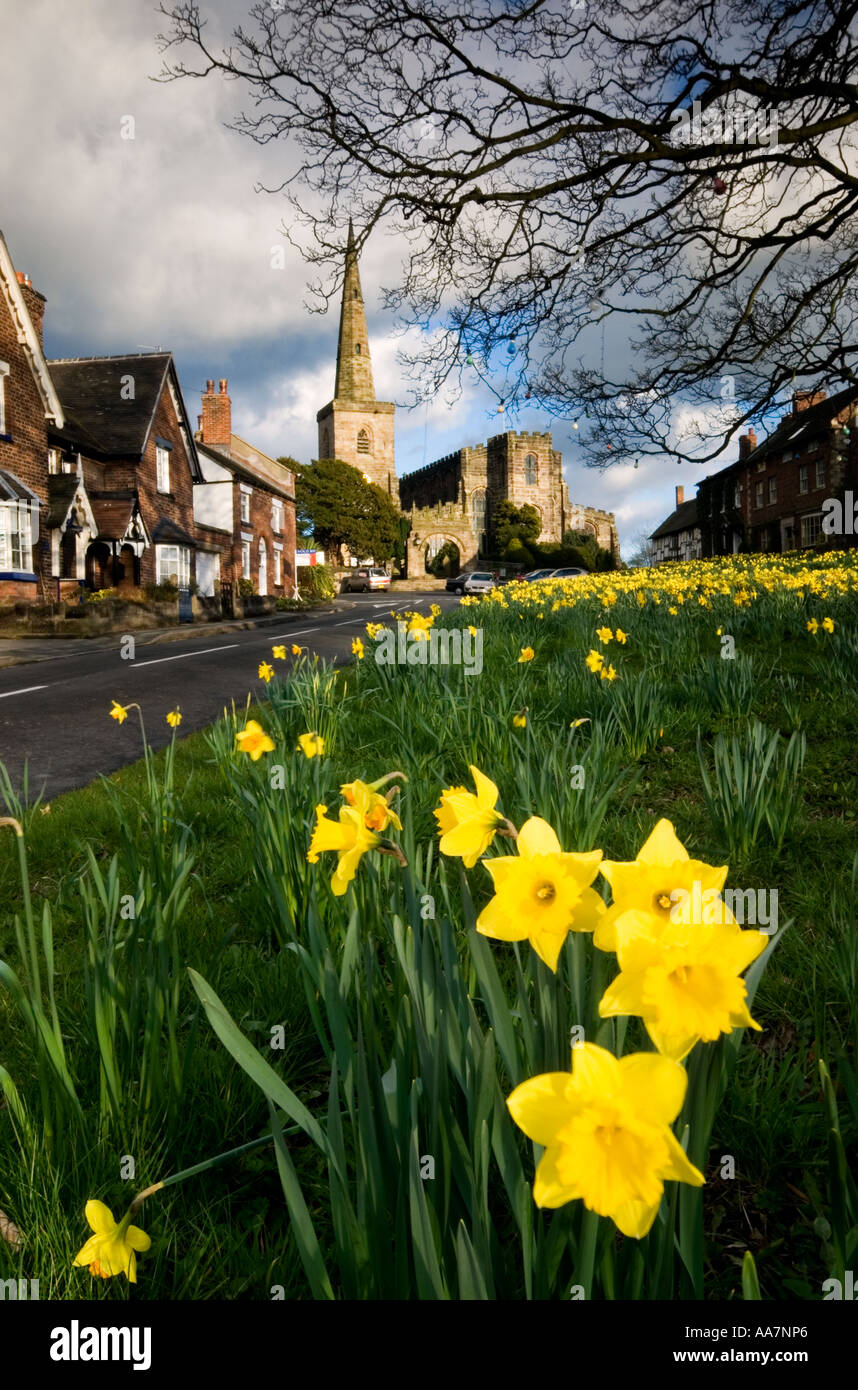 Astbury cheshire daffodils hi-res stock photography and images - Alamy