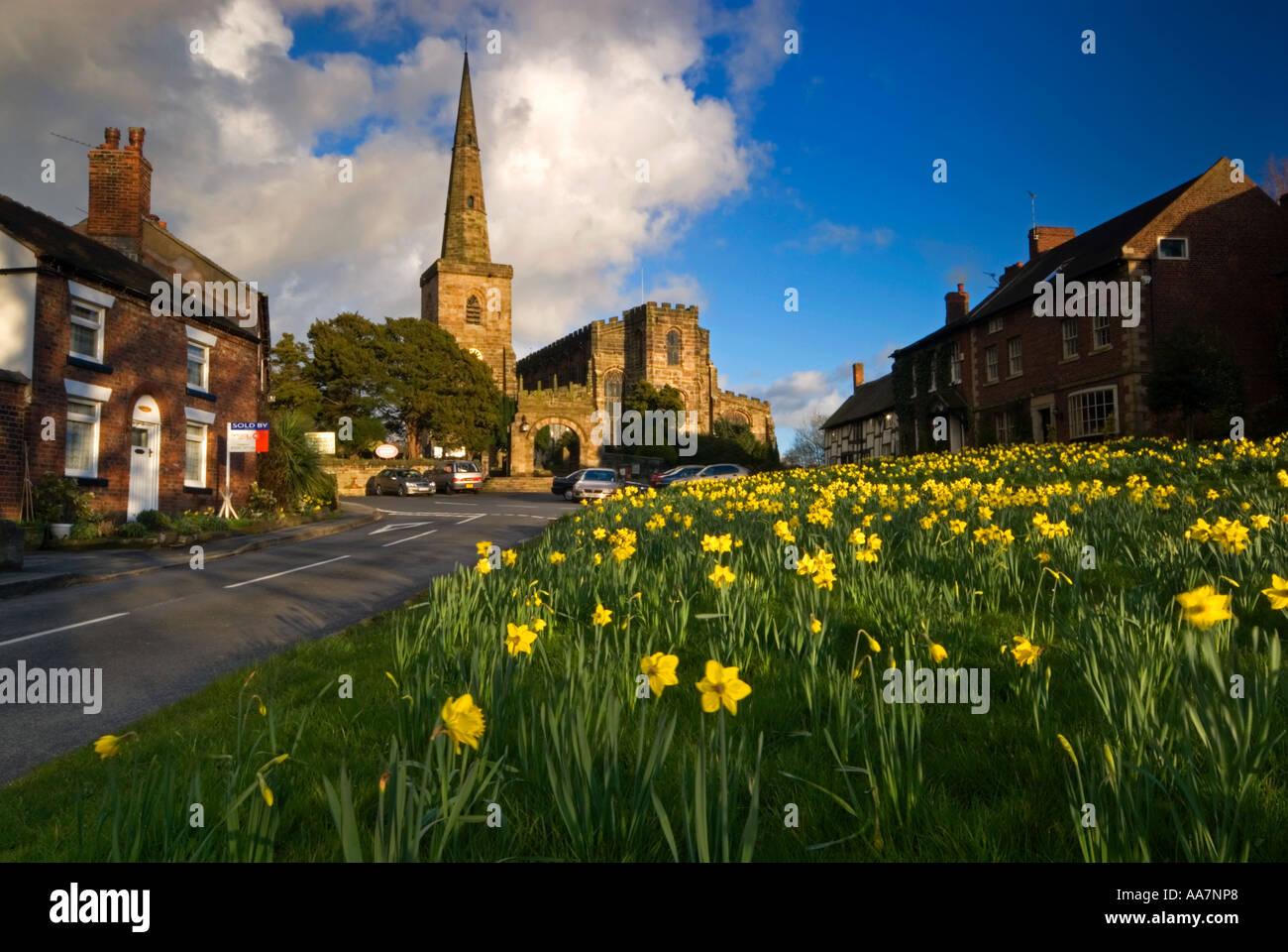 Astbury cheshire daffodils hi-res stock photography and images - Alamy