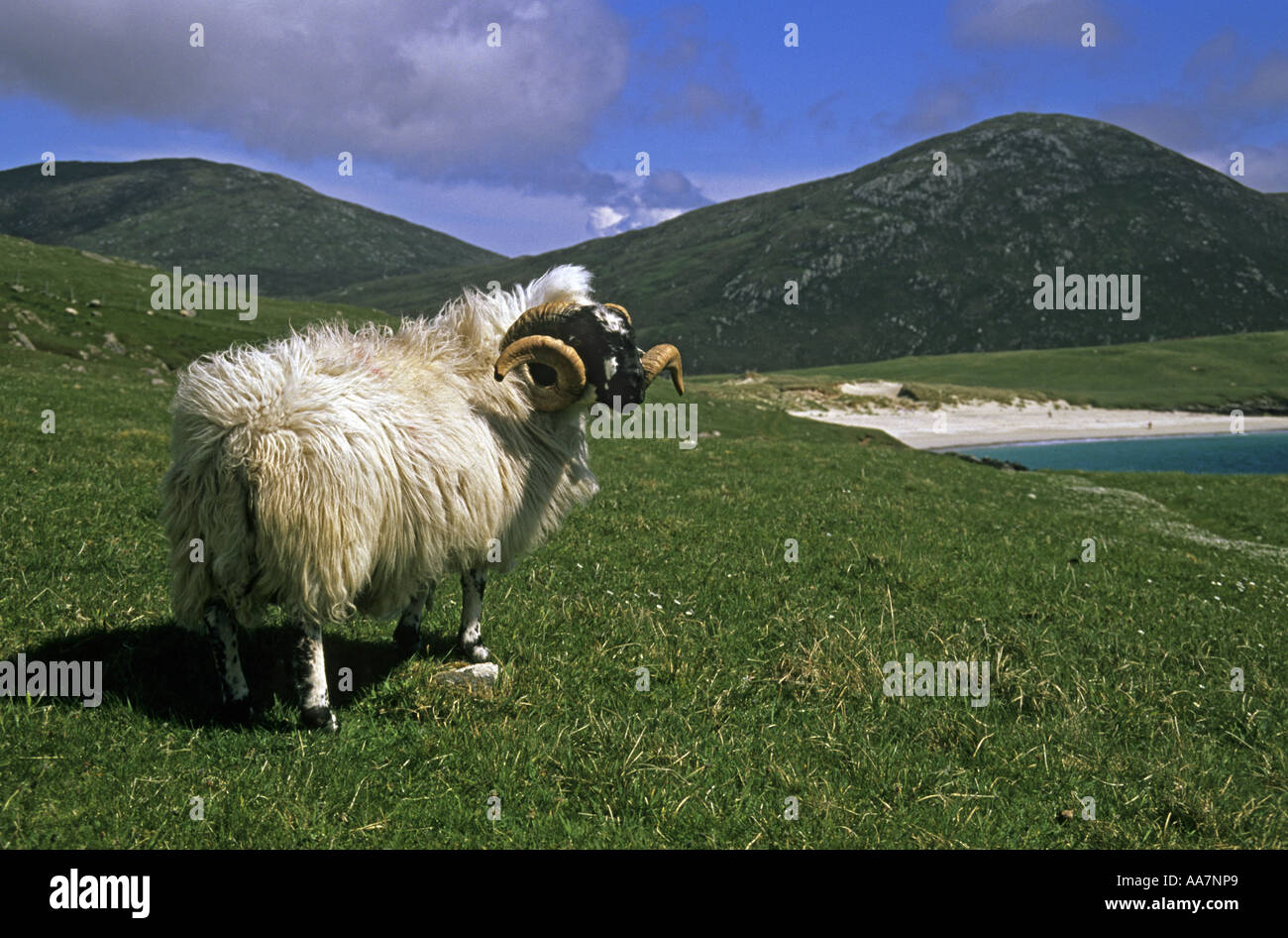 sheep on Harris Outer Hebrides summer Stock Photo - Alamy