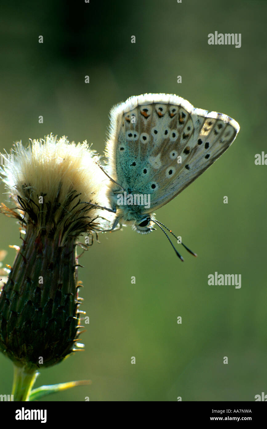 chalk hill blue butterfly Cupido minimus backlit on thistle 2005 Stock ...